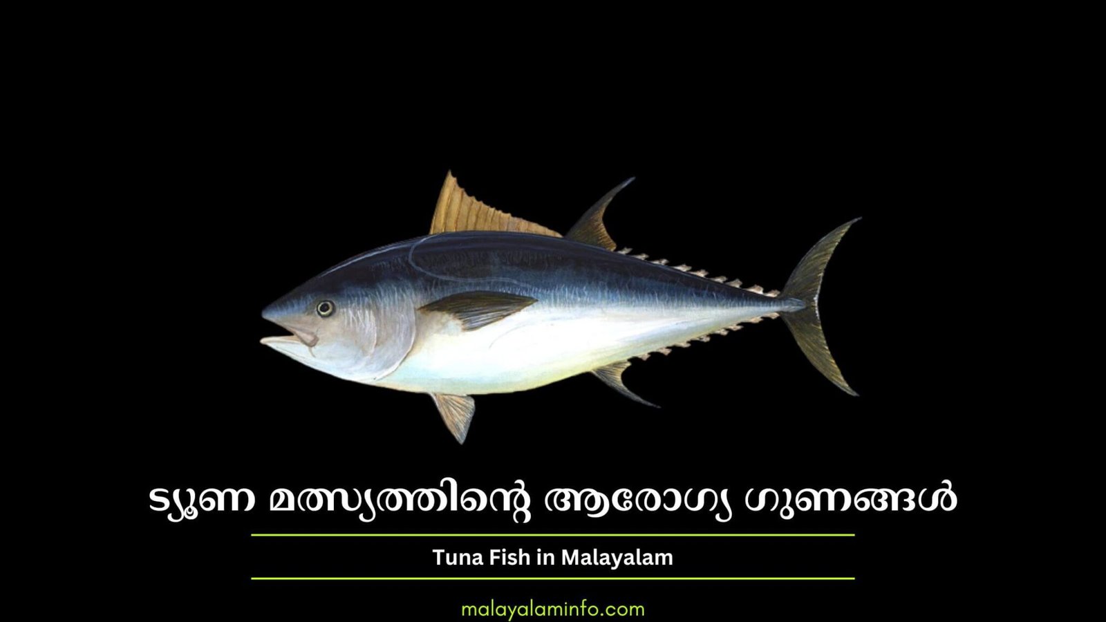 Tuna Fish: ചൂര മത്സ്യത്തിന്റെ ആരോഗ്യ ഗുണങ്ങൾ അറിയാം